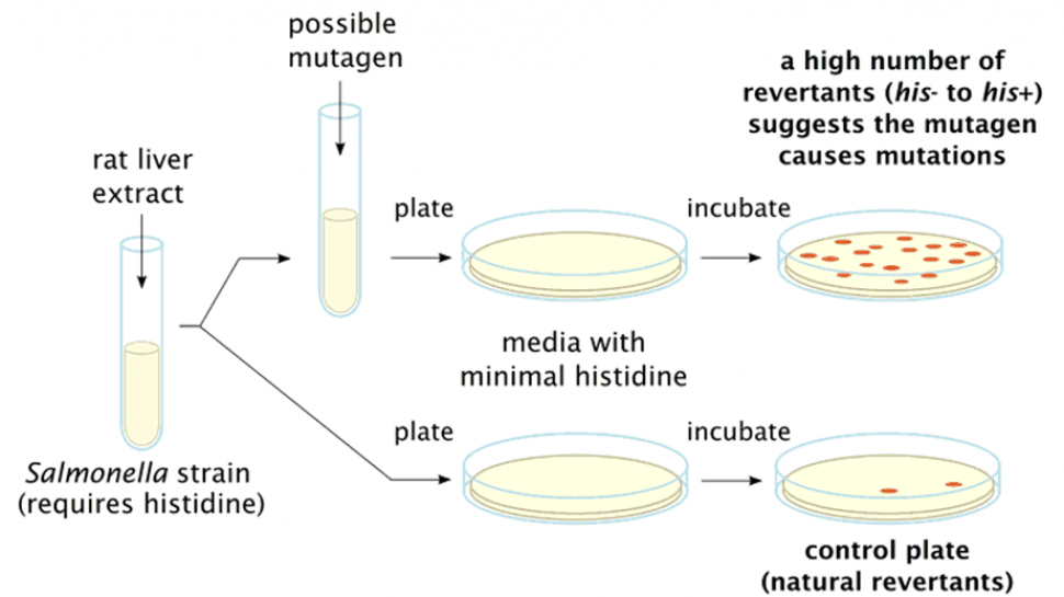 Genetic Toxicology Testing - Glopinion - GLBrain.com