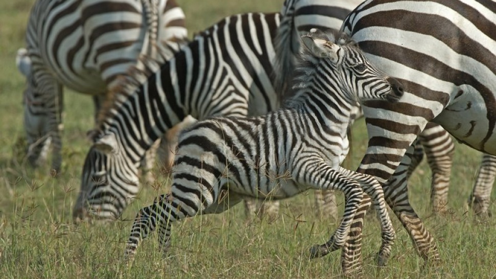 Extincted Animals: Plains Zebra - Article - GLBrain.com