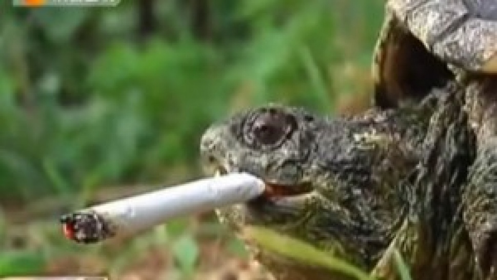 A turtle that smokes - Glopinion - GLBrain.com