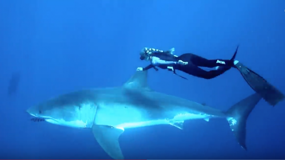 OCEAN RAMSEY - SHARK LADY - Lopinion - GLBrain.com